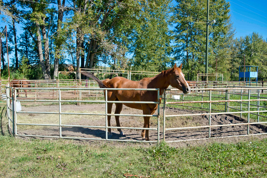 Galleries | Calgary Shrine Stables