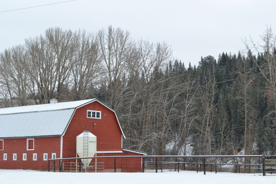 Calgary Shine Stables