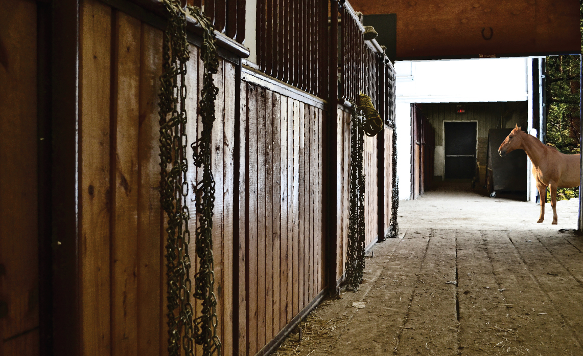 Shrine-Stables-Banner | Calgary Shrine Stables